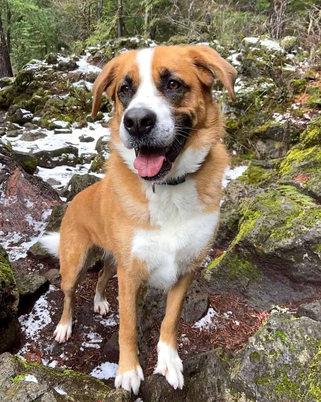 Saint Bernard Mixes: 25 Adorable Crossbreeds (With Pictures)