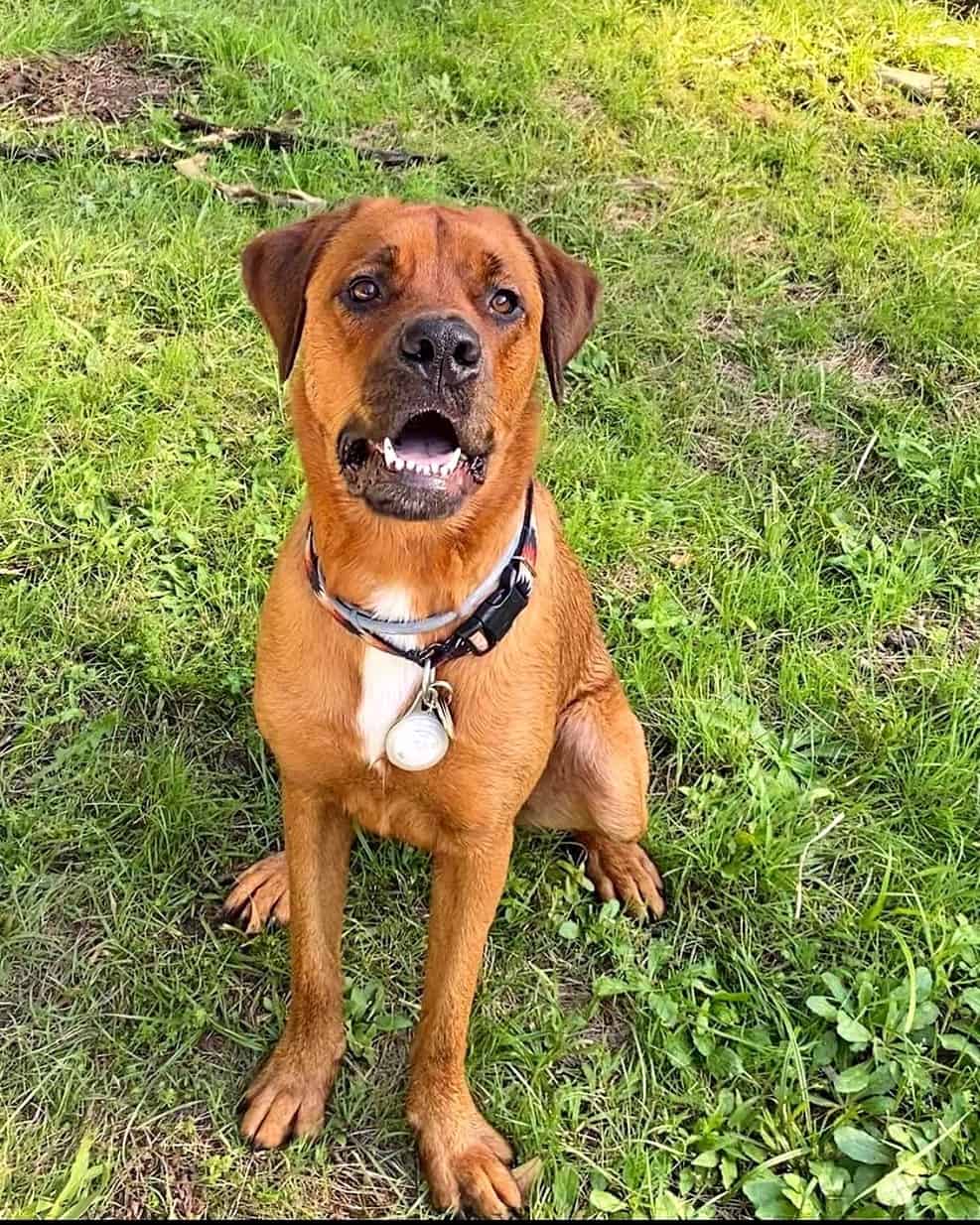 Saint Bernard Mixes: 25 Adorable Crossbreeds (With Pictures)