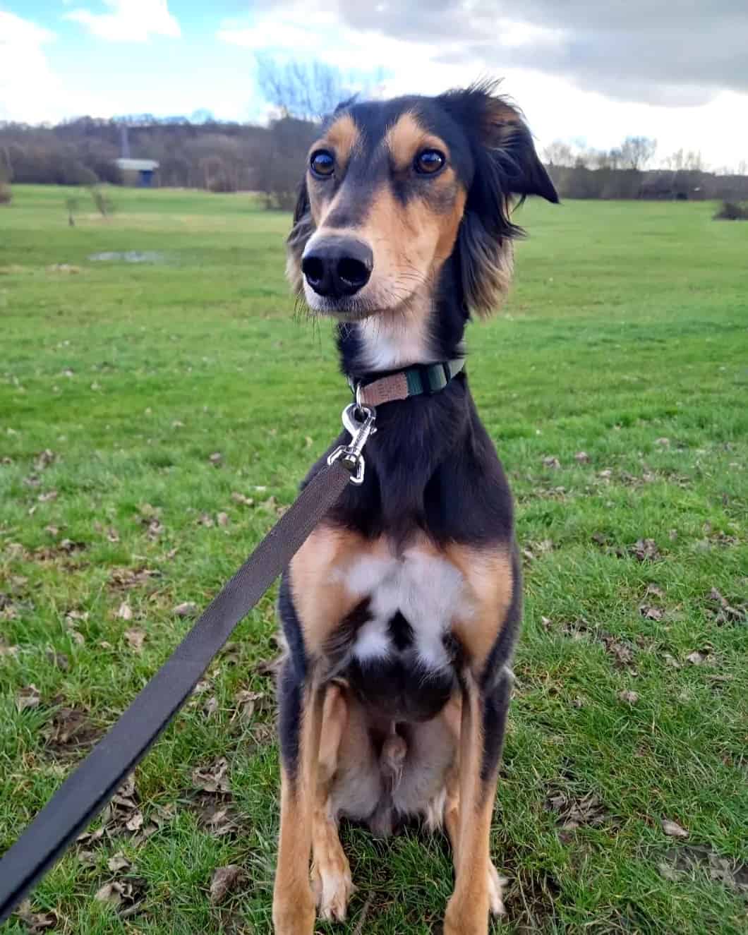 Greyhound Mixes: 21 Unique Crossbreeds (With Pictures)