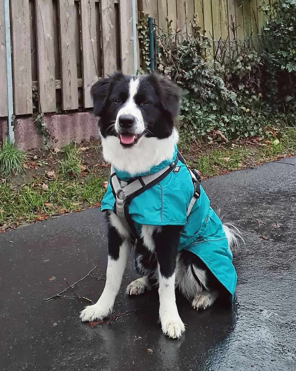 40 Bernese Mountain Dog Mixes You'll Love!