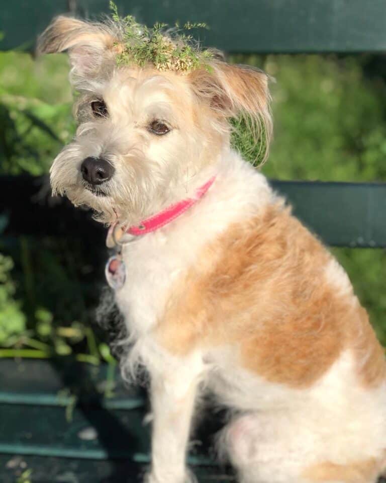 Schnauzer Mixes: 31 Beautiful Bearded Hybrids
