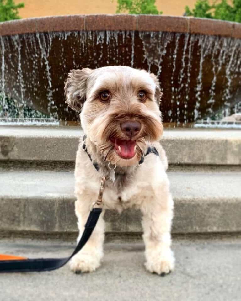 Schnauzer Mixes: 31 Beautiful Bearded Hybrids