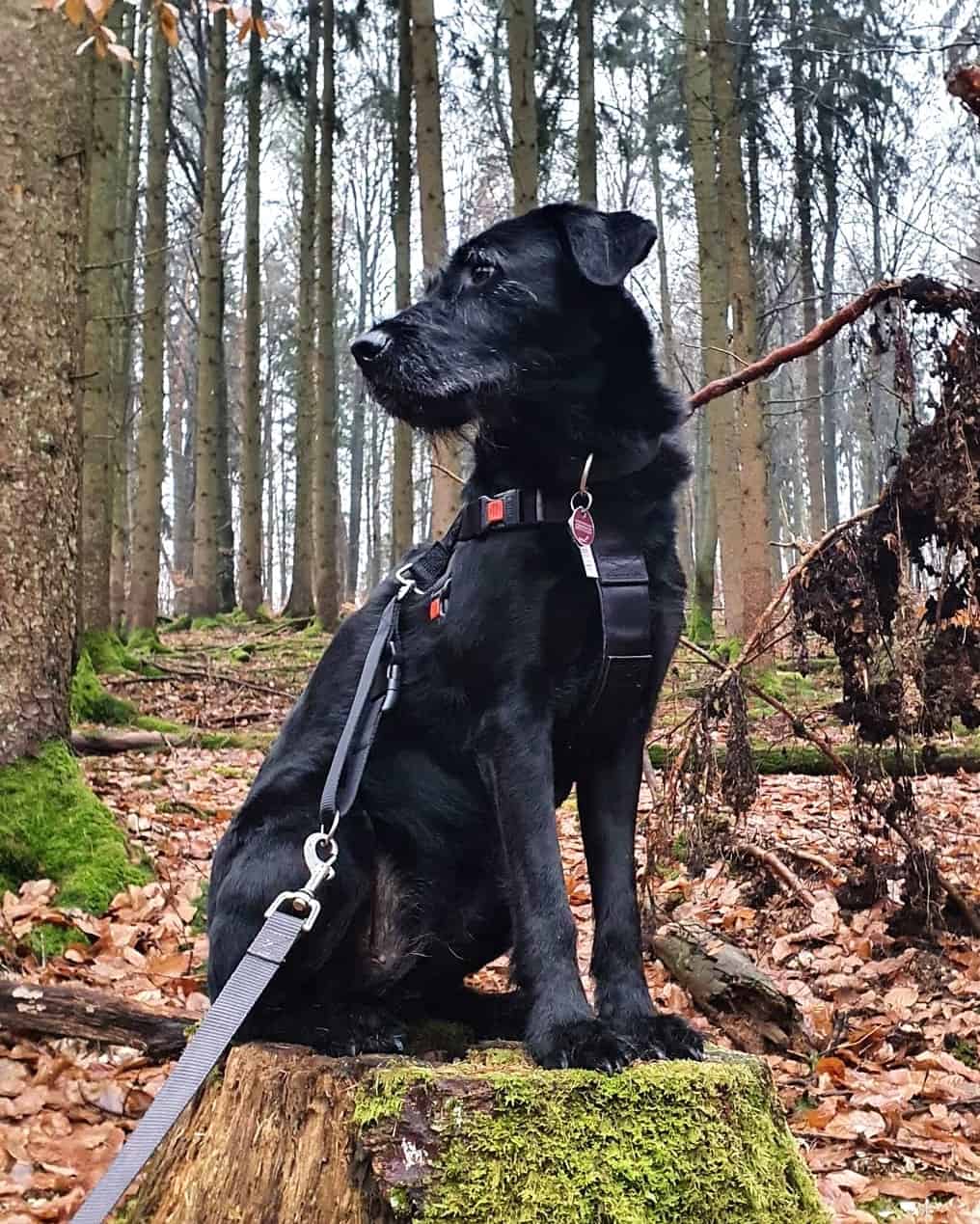 Schnauzer Mixes: 31 Beautiful Bearded Hybrids