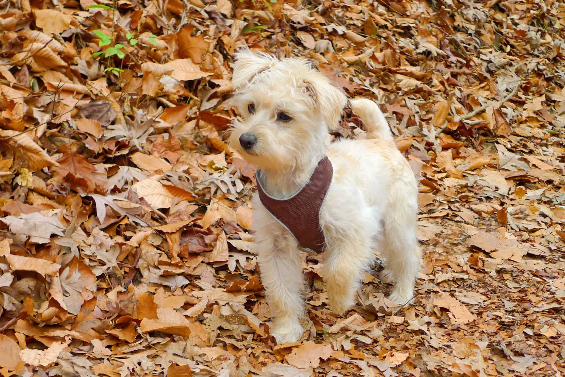 Schnauzer Mixes: 31 Beautiful Bearded Hybrids (With Pictures)