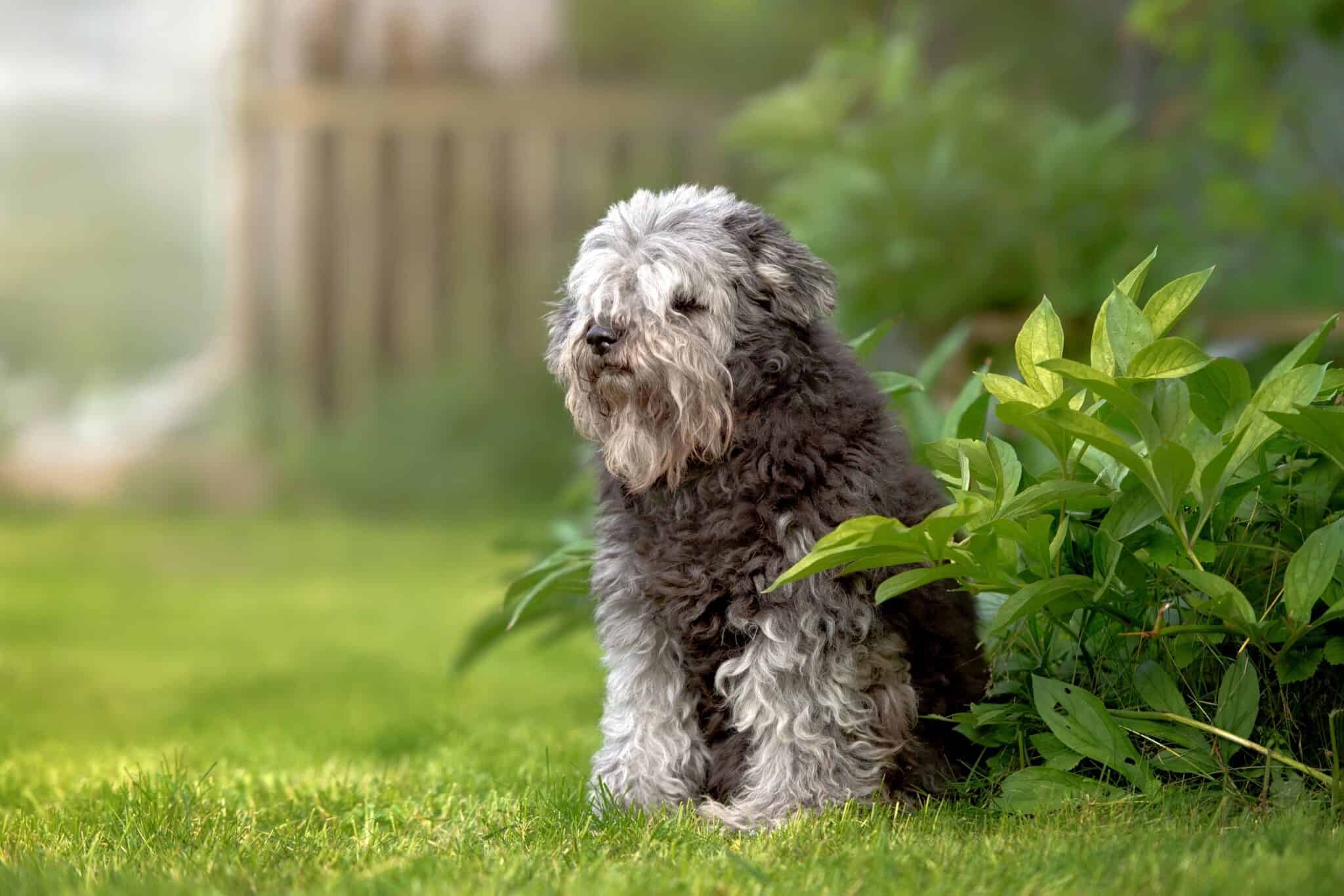 Schnauzer Mixes: 31 Beautiful Bearded Hybrids