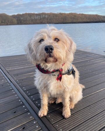 Schnauzer Mixes: 31 Beautiful Bearded Hybrids