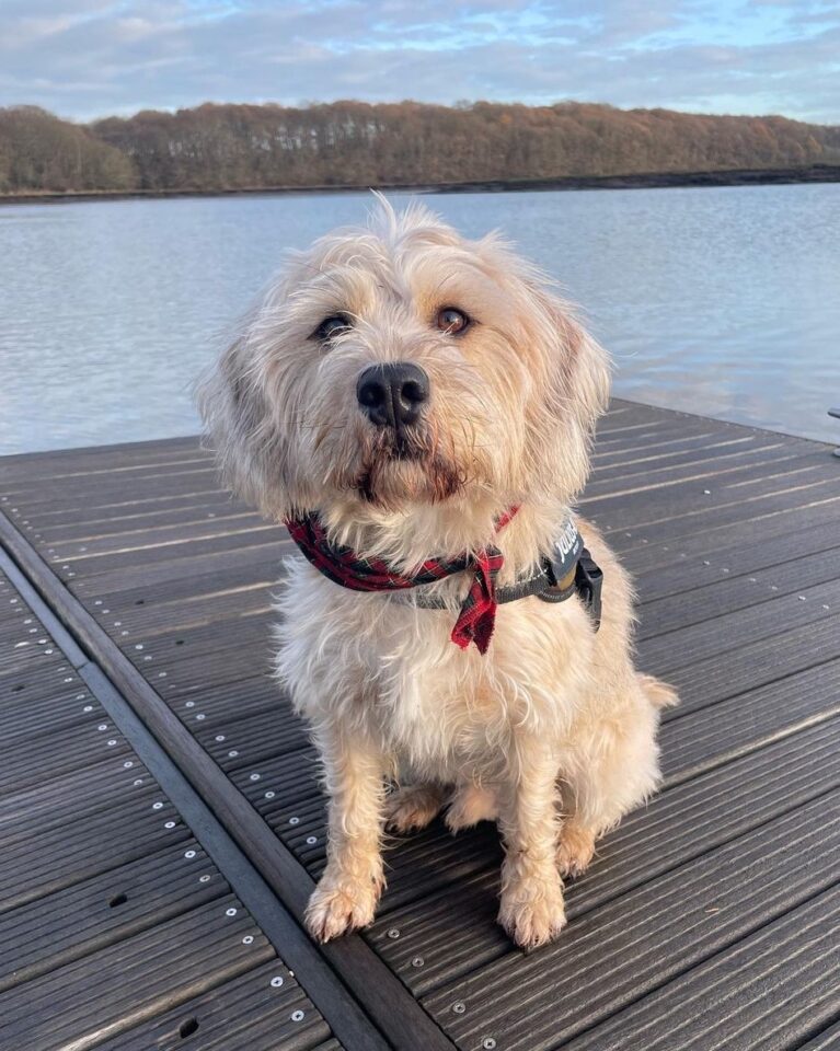 Schnauzer Mixes: 31 Beautiful Bearded Hybrids