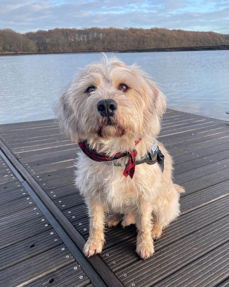 Schnauzer Mixes: 31 Beautiful Bearded Hybrids