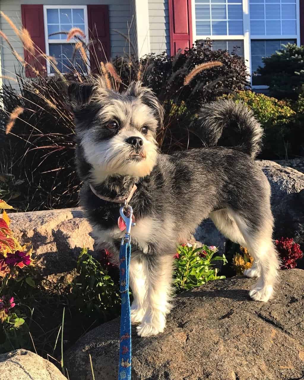Schnauzer Mixes: 31 Beautiful Bearded Hybrids