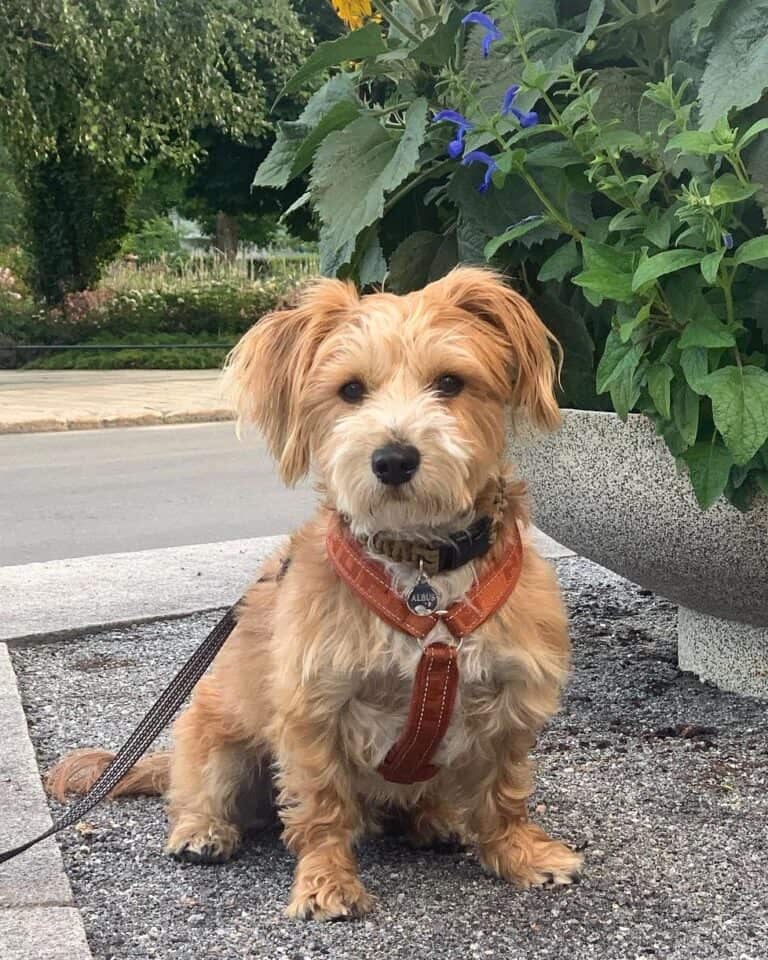 Schnauzer Mixes: 31 Beautiful Bearded Hybrids