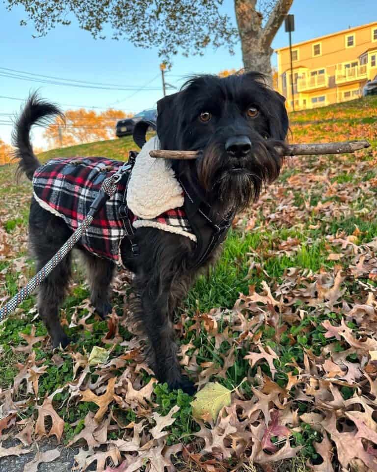 Schnauzer Mixes: 31 Beautiful Bearded Hybrids (With Pictures)