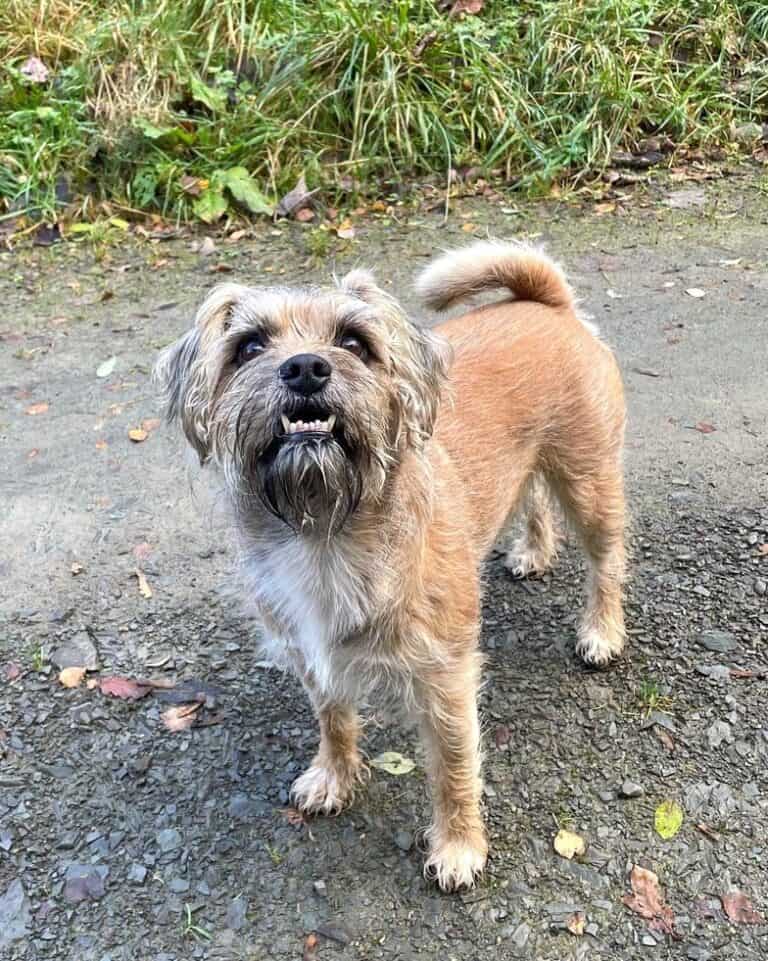 Schnauzer Mixes: 31 Beautiful Bearded Hybrids (With Pictures)