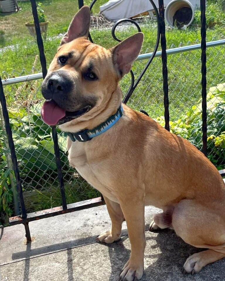 German Shepherd Shar-Pei Mix: Info, Pictures, Traits & Facts
