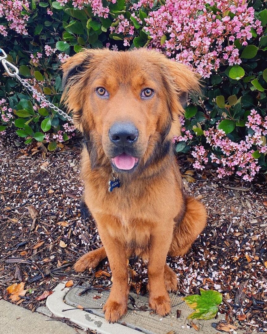 German Shepherd Shar-Pei Mix: Info, Pictures, Traits & Facts