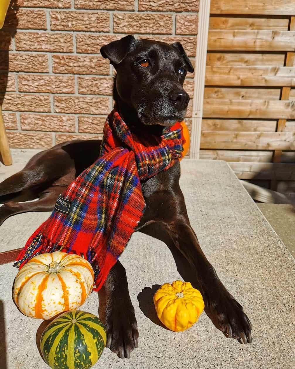 Whippet Mixes: 31 Different Whippet Hybrids