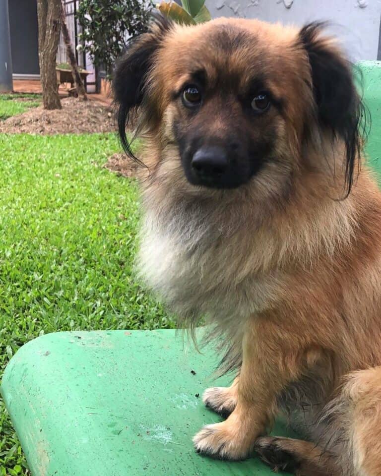 Maltese German Shepherd Mix: Info, Pictures, Traits & Facts