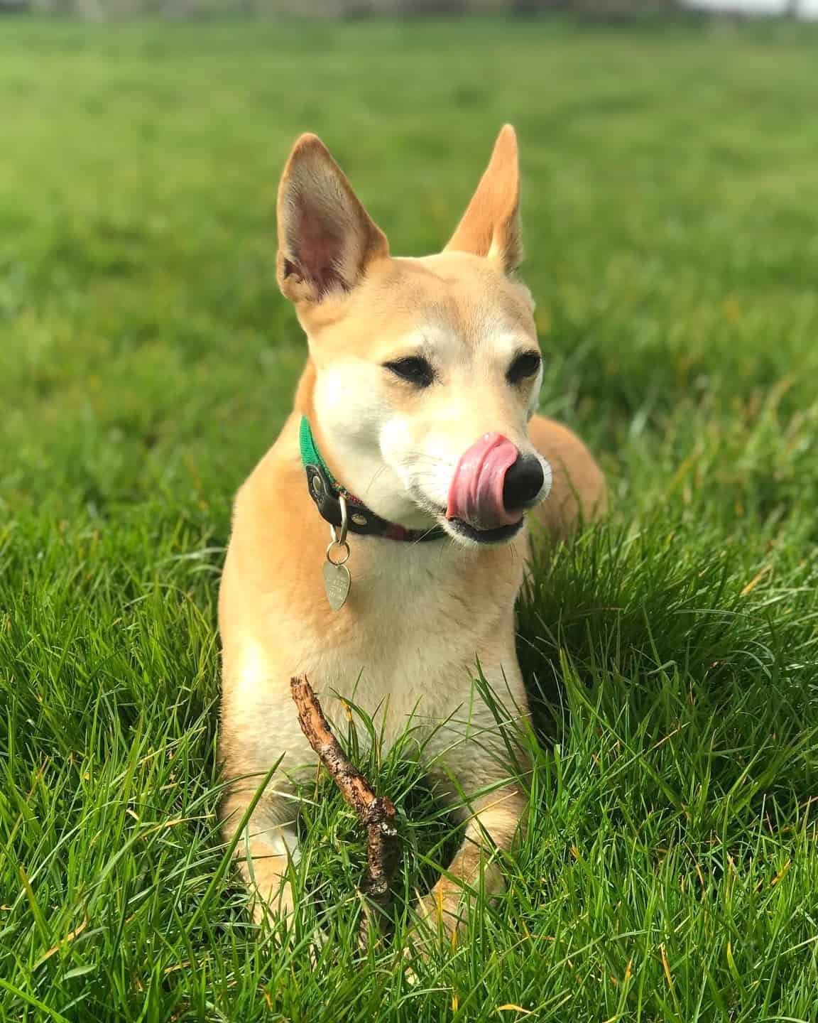 Whippet Mixes: 31 Different Whippet Hybrids