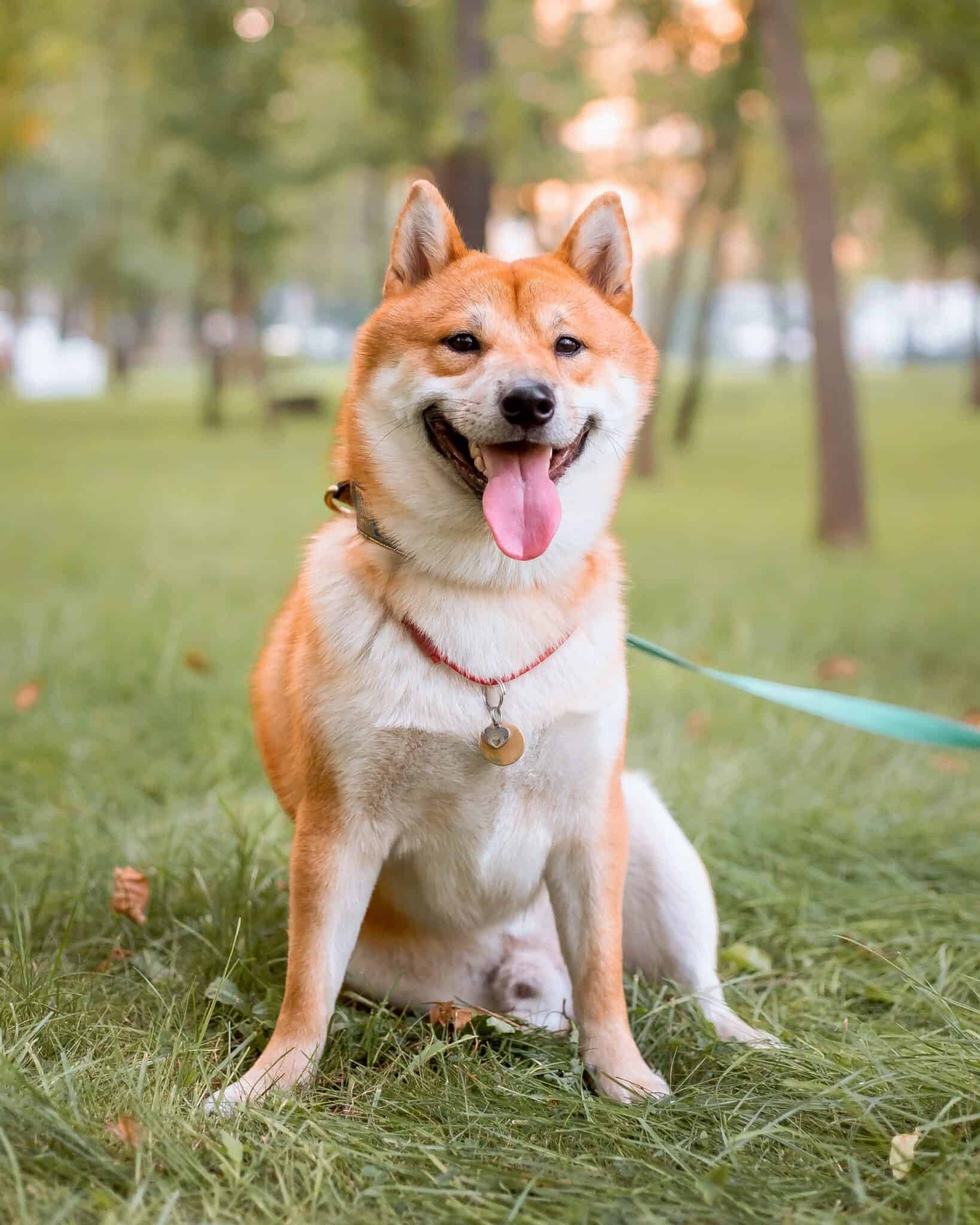 Red Cantonese Bear Dog: Does It Really Exist or Just a Hoax?