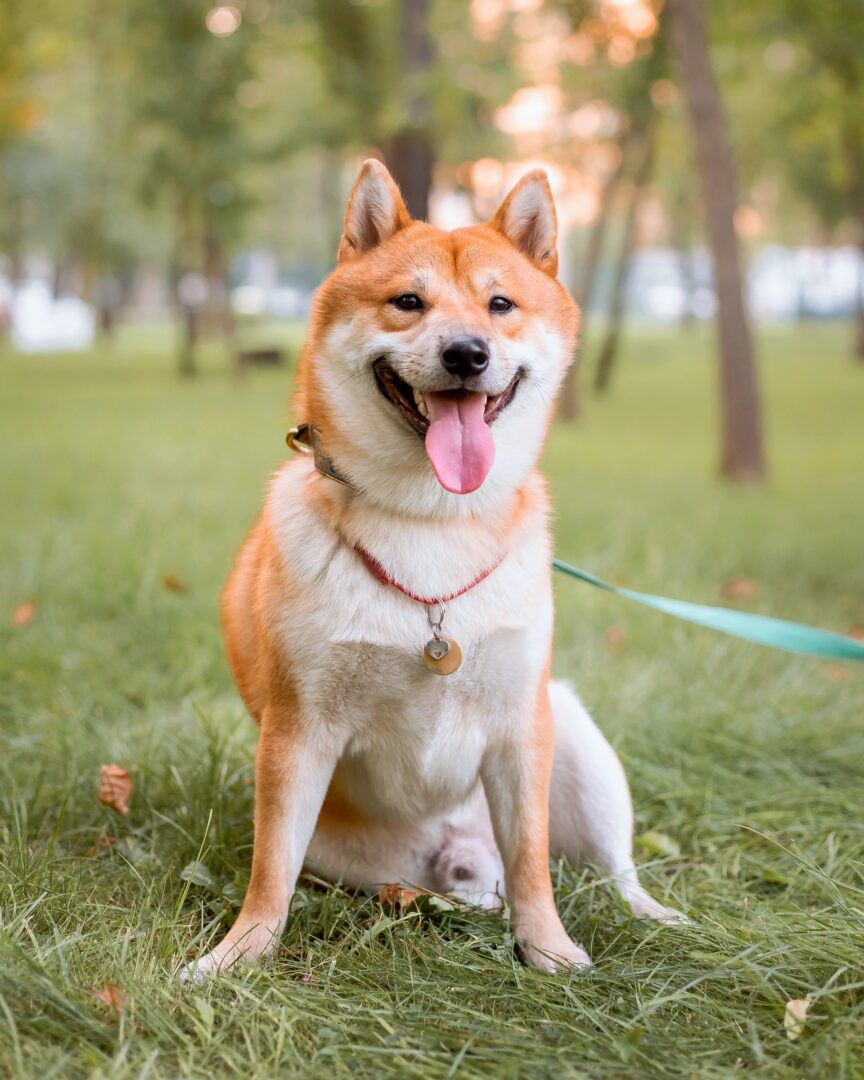 Red Cantonese Bear Dog: Does It Really Exist or Just a Hoax?