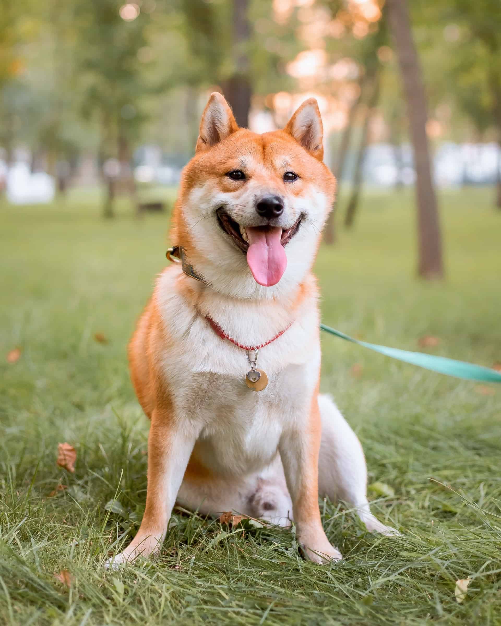 Red Cantonese Bear Dog: Does It Really Exist or Just a Hoax?