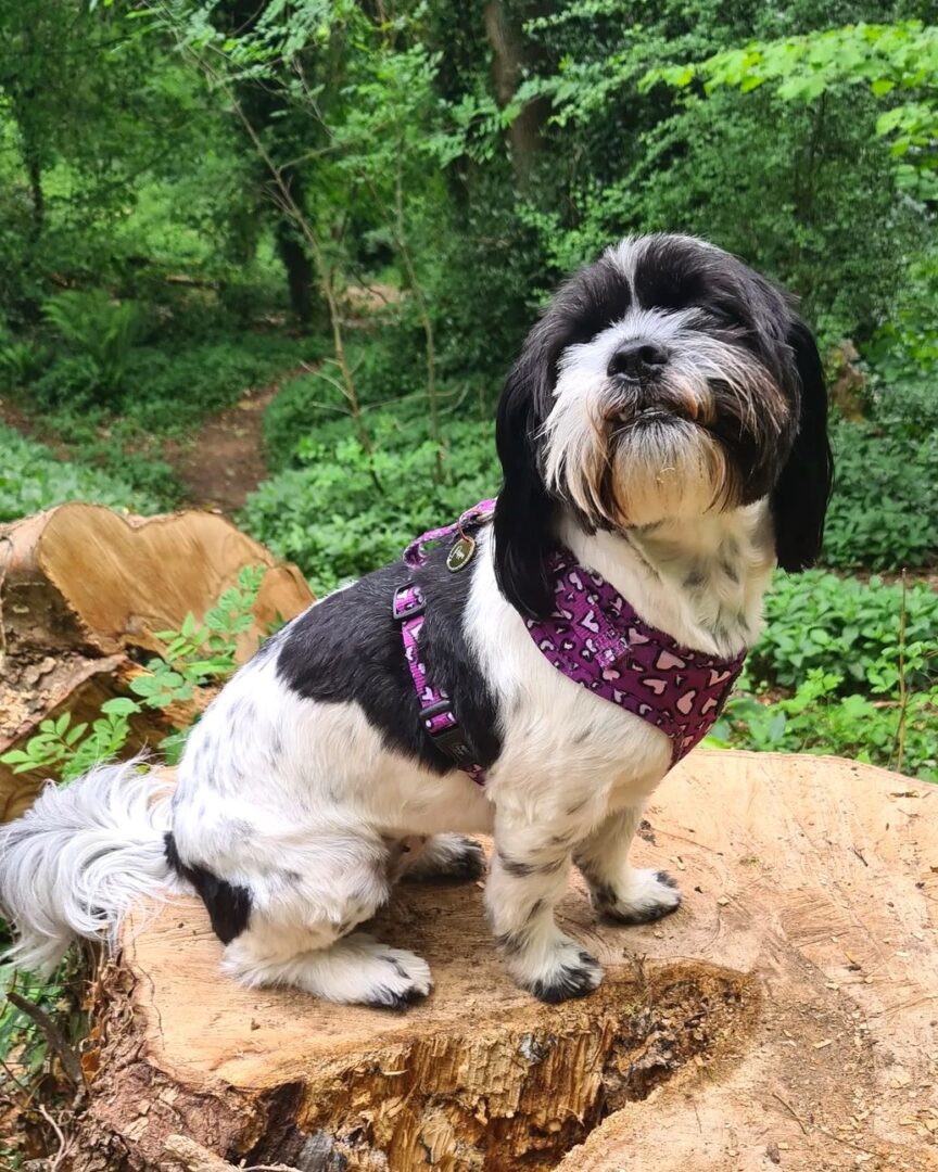 English Springer Spaniel Mixes: 28 Unique & Smart Crossbreeds