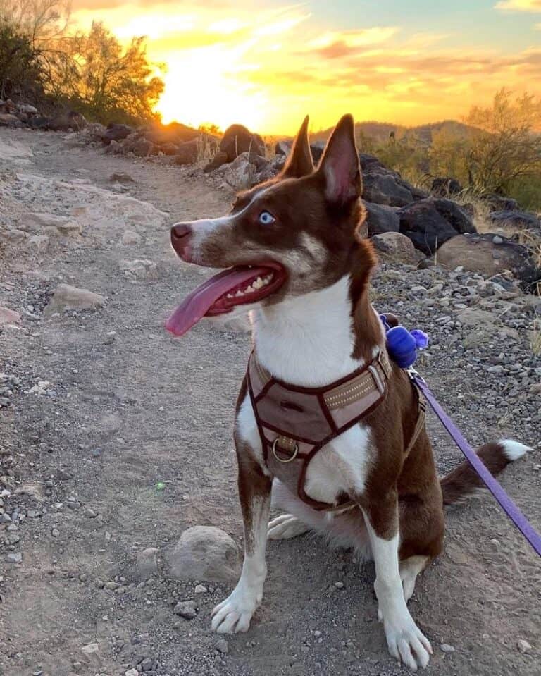 Dutch Shepherd Mixes: 8 Different Crossbreeds You'll Love