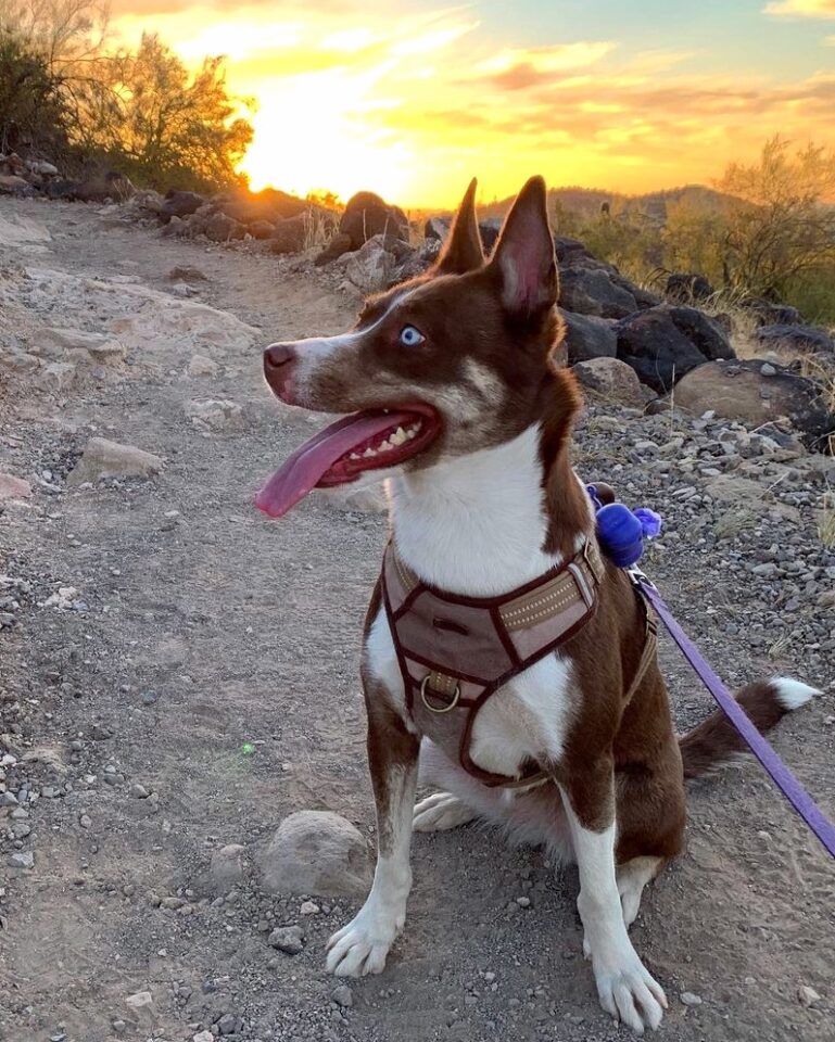 Dutch Shepherd Mixes: 8 Different Crossbreeds You'll Love