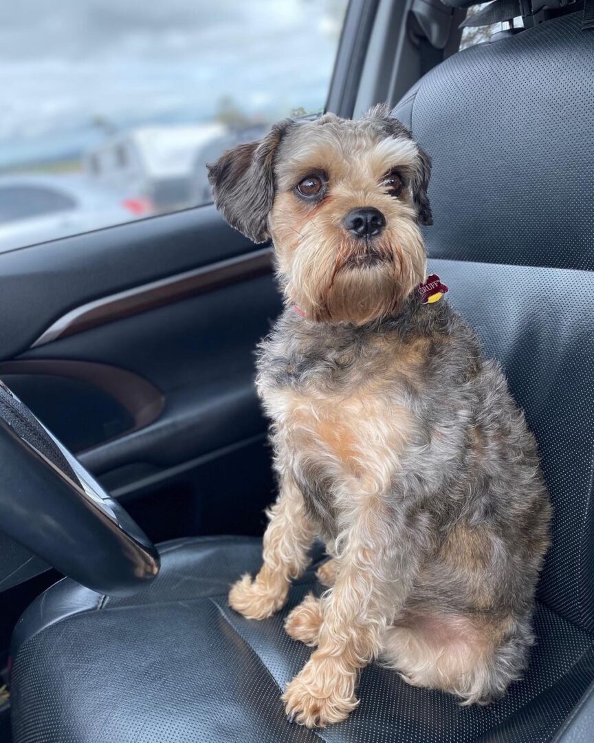 Schnauzer Mixes: 31 Beautiful Bearded Hybrids (With Pictures)