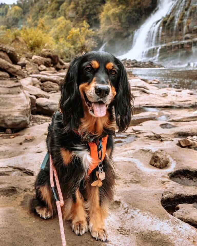 English Springer Spaniel Mixes: 28 Unique & Smart Crossbreeds