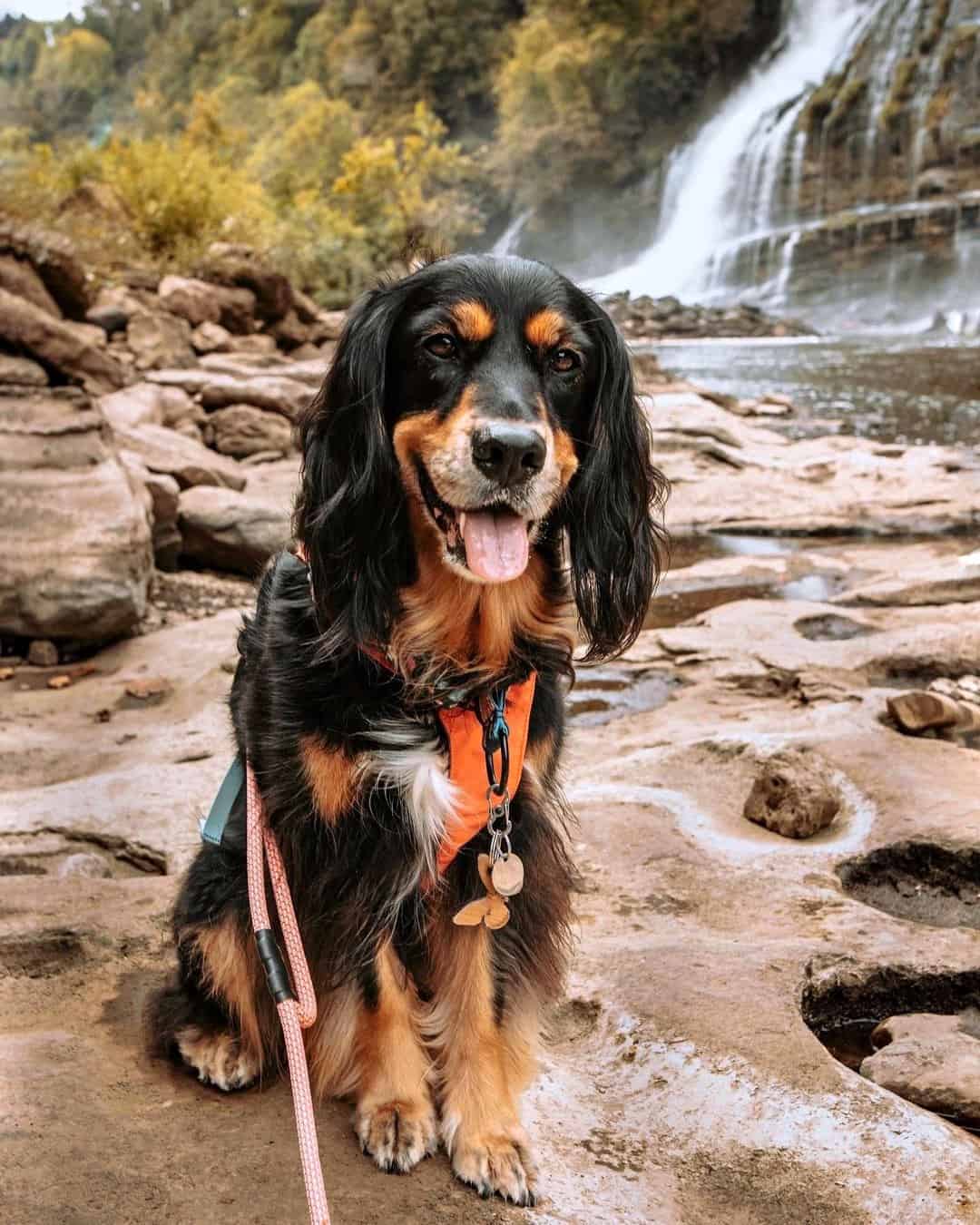 English Springer Spaniel Mixes: 28 Unique & Smart Crossbreeds