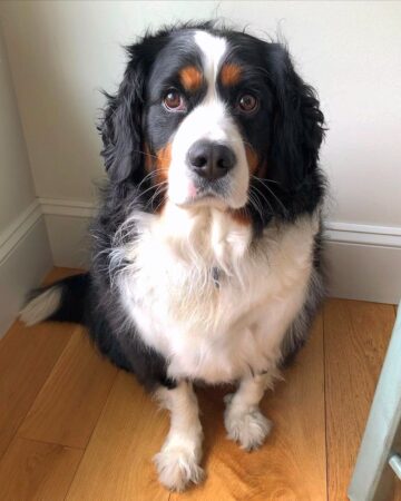 40 Bernese Mountain Dog Mixes You'll Love!