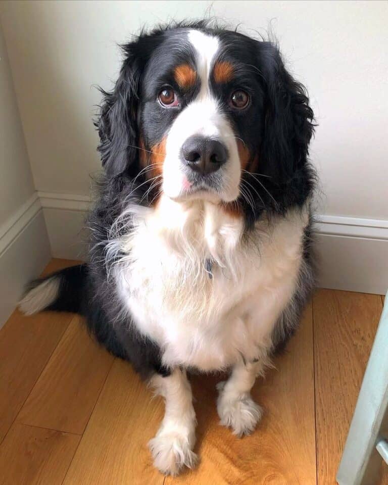 40 Bernese Mountain Dog Mixes You'll Love!