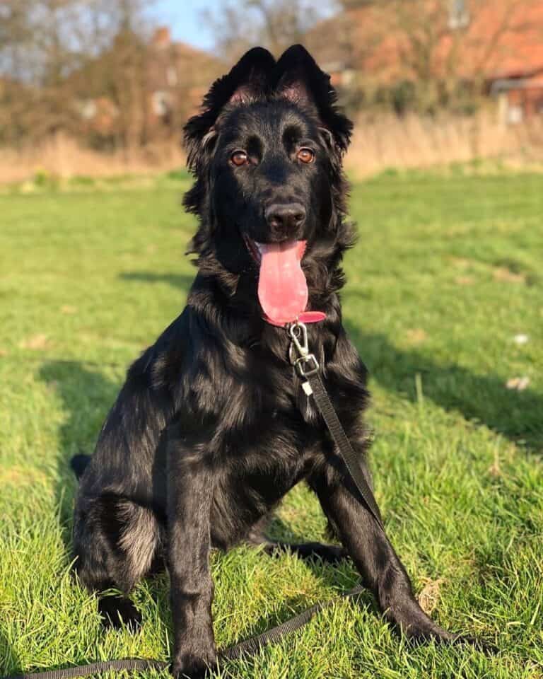English Springer Spaniel Mixes: 28 Unique & Smart Crossbreeds