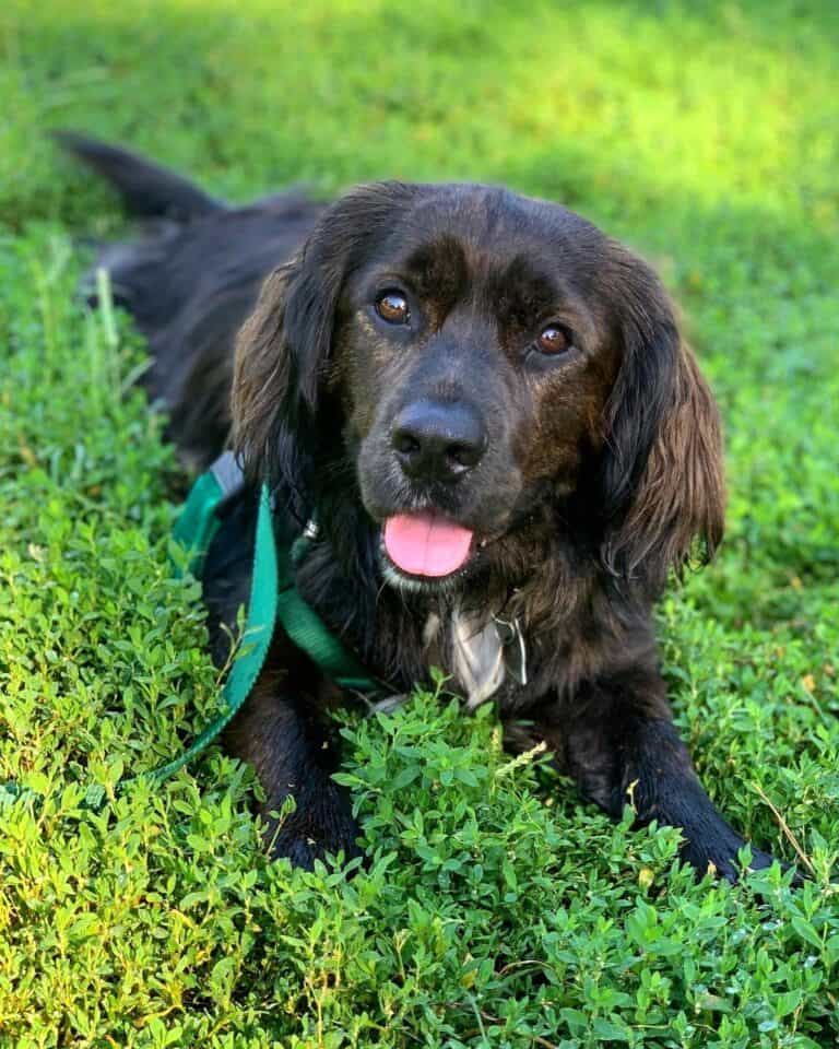 English Springer Spaniel Mixes: 28 Unique & Smart Crossbreeds