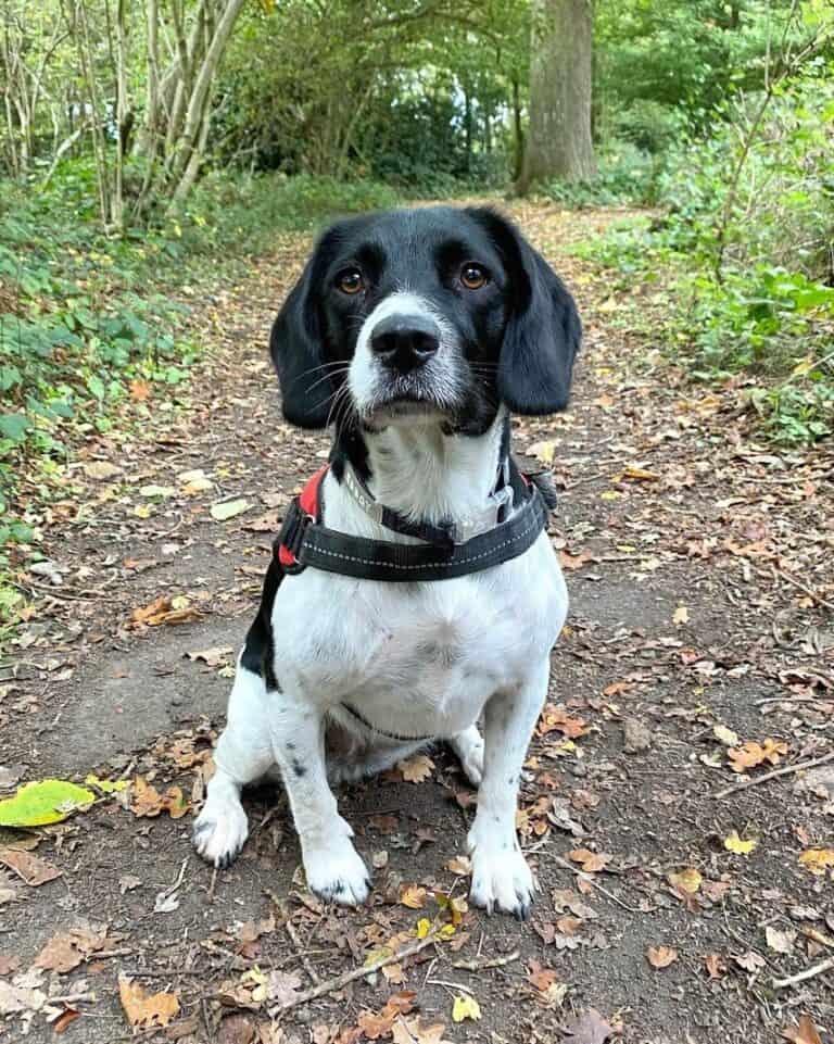 English Springer Spaniel Mixes: 28 Unique & Smart Crossbreeds