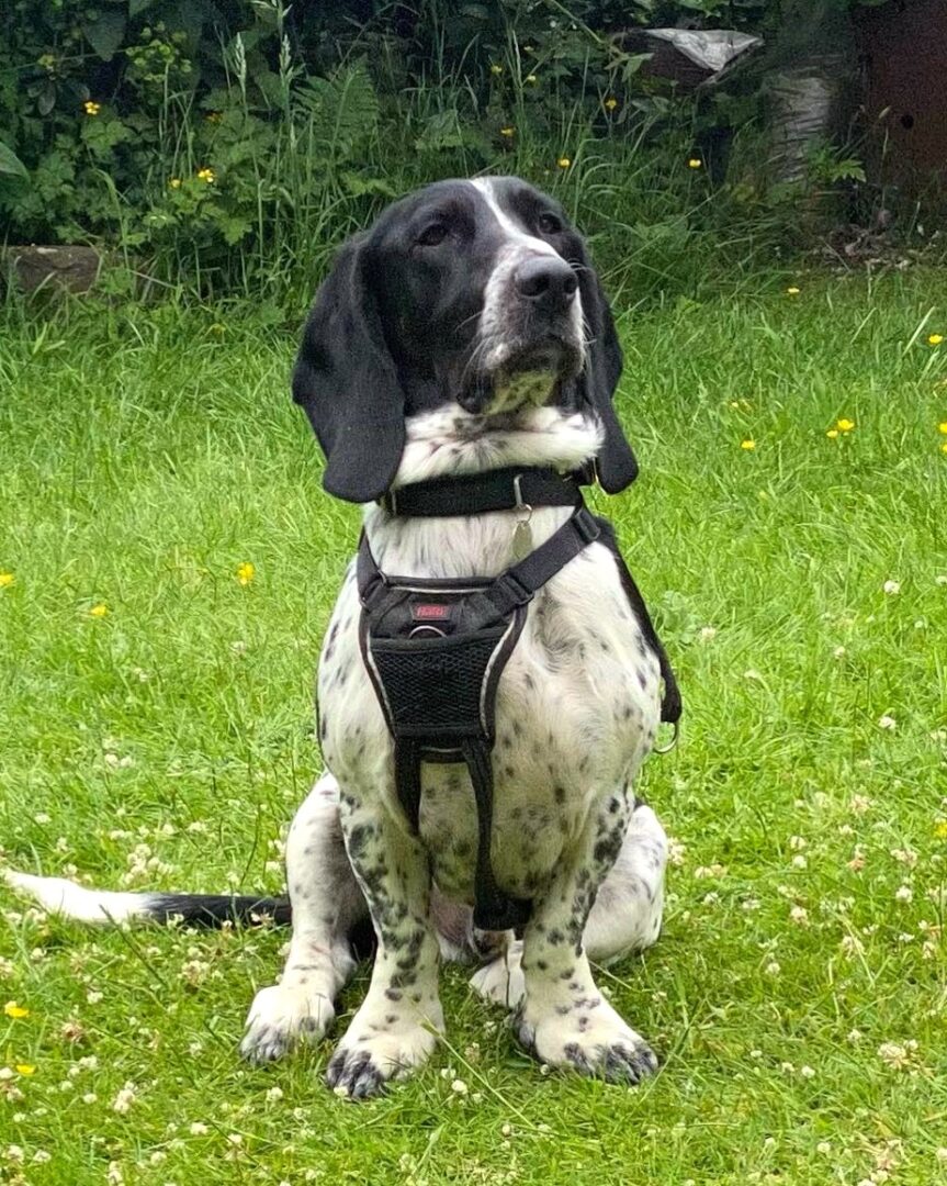 English Springer Spaniel Mixes: 28 Unique & Smart Crossbreeds