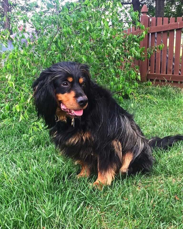 English Springer Spaniel Mixes: 28 Unique & Smart Crossbreeds