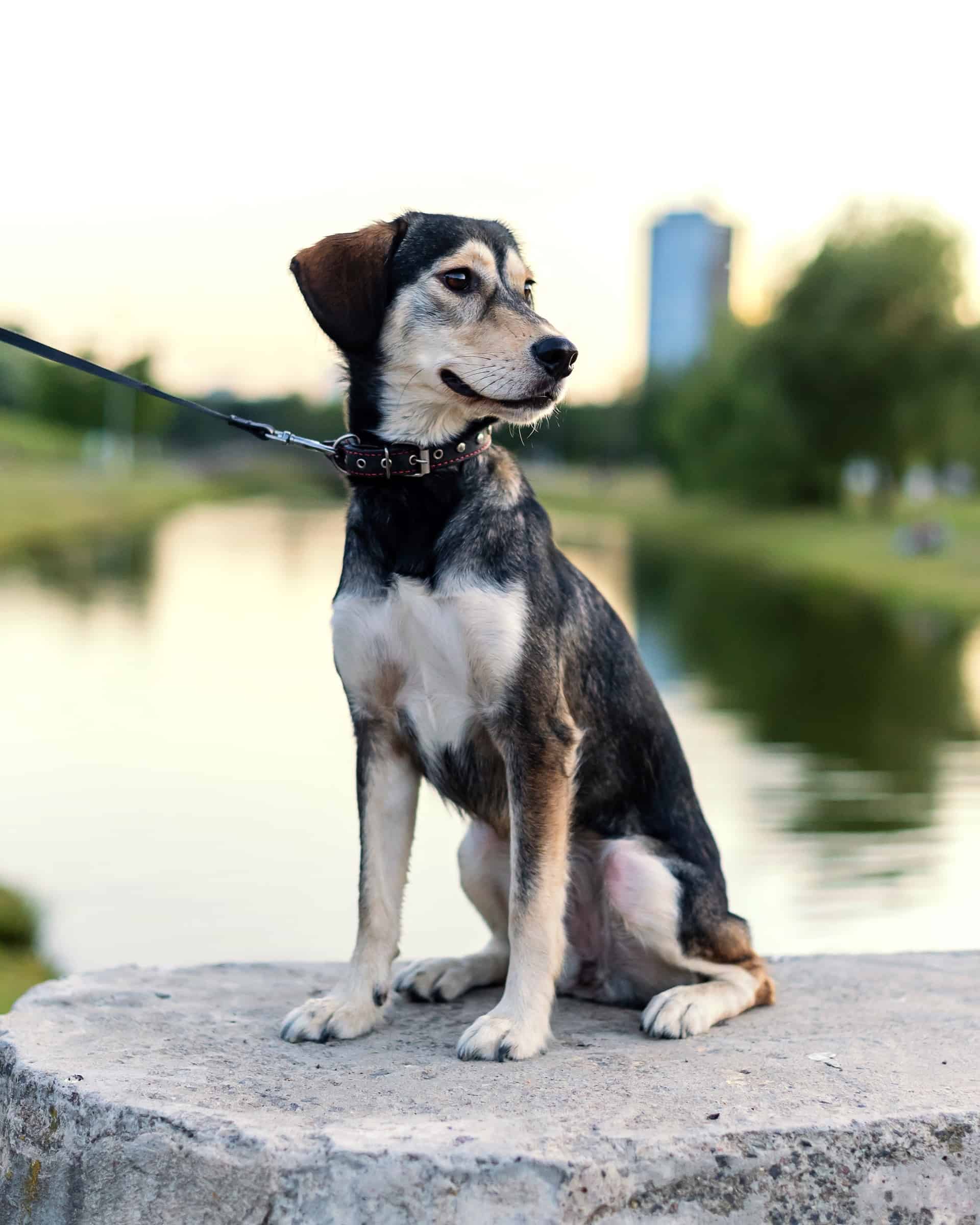 English Springer Spaniel Mixes: 28 Unique & Smart Crossbreeds