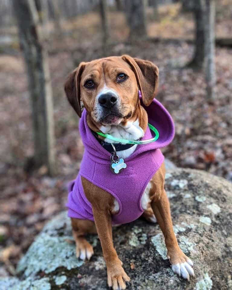 English Springer Spaniel Mixes: 28 Unique & Smart Crossbreeds