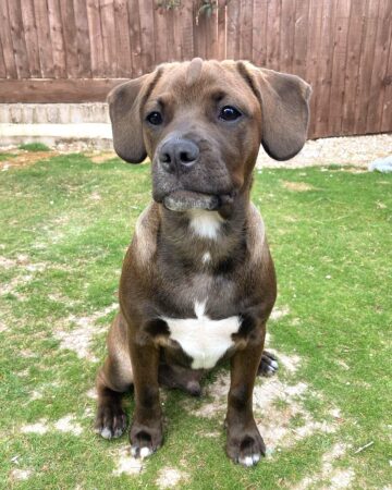 English Springer Spaniel Mixes: 28 Unique & Smart Crossbreeds