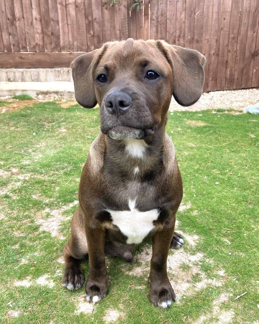 English Springer Spaniel Mixes: 28 Unique & Smart Crossbreeds