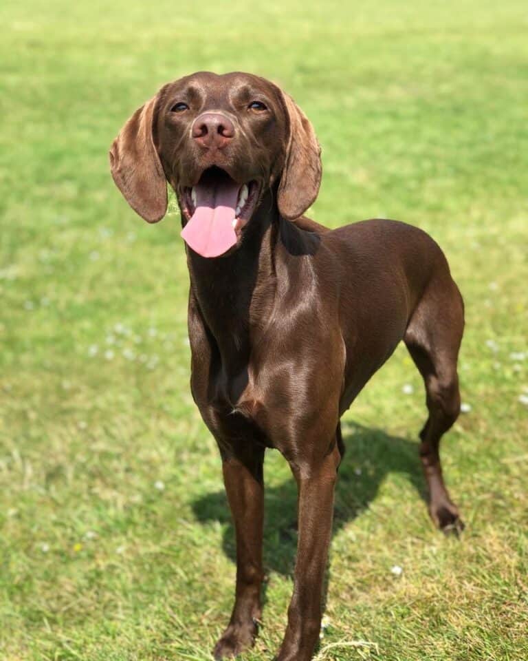 Vizsla Mixes: 25 Loyal Crossbreeds You'll Love