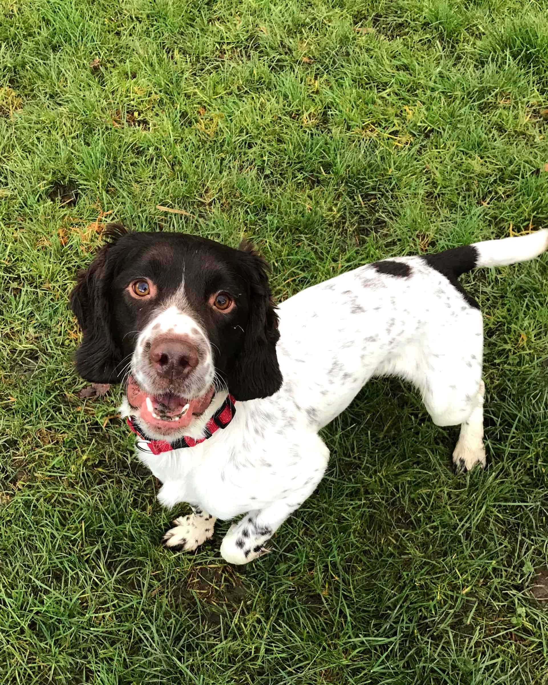 Cocker Spaniel Mixes: 38 Beautiful Crossbreeds (With Pictures)