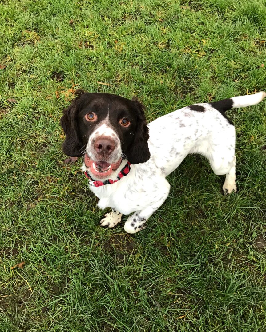 English Springer Spaniel Mixes: 28 Unique & Smart Crossbreeds