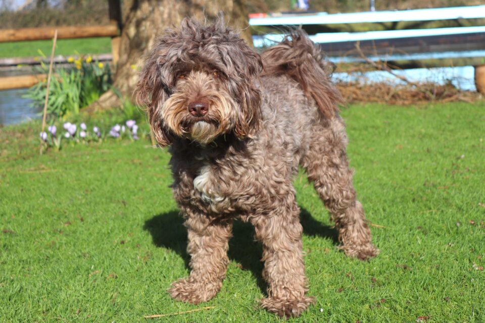 English Springer Spaniel Mixes: 28 Unique & Smart Crossbreeds