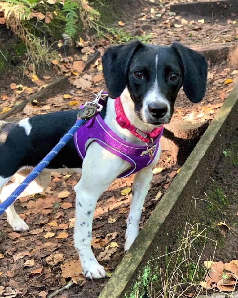 English Springer Spaniel Mixes: 28 Unique & Smart Crossbreeds