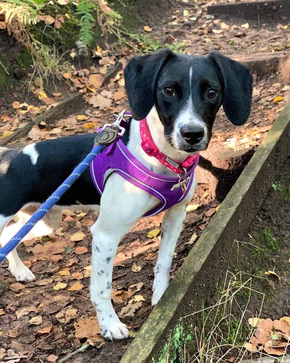 English Springer Spaniel Mixes: 28 Unique & Smart Crossbreeds