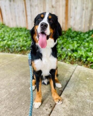 40 Bernese Mountain Dog Mixes You'll Love!