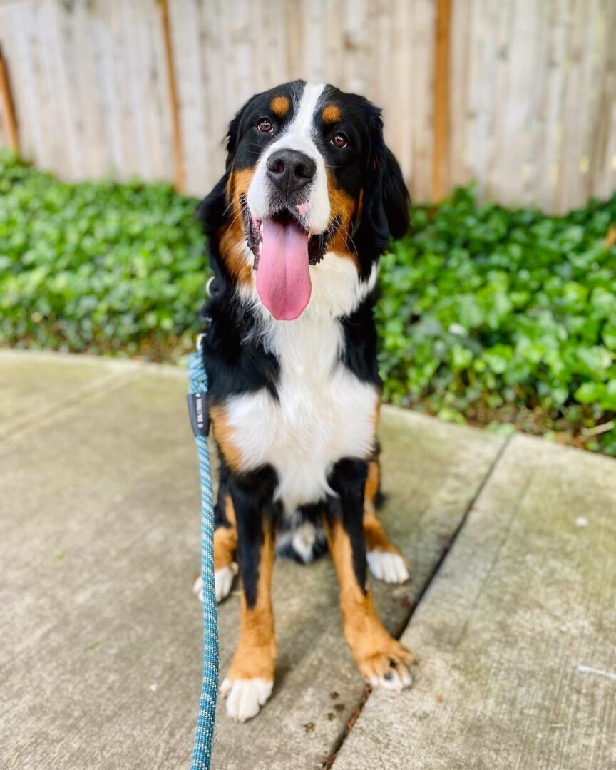 40 Bernese Mountain Dog Mixes You'll Love!