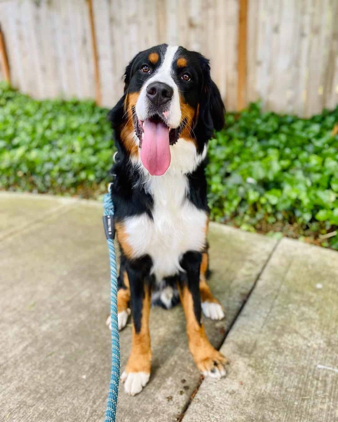 40 Bernese Mountain Dog Mixes You'll Love!
